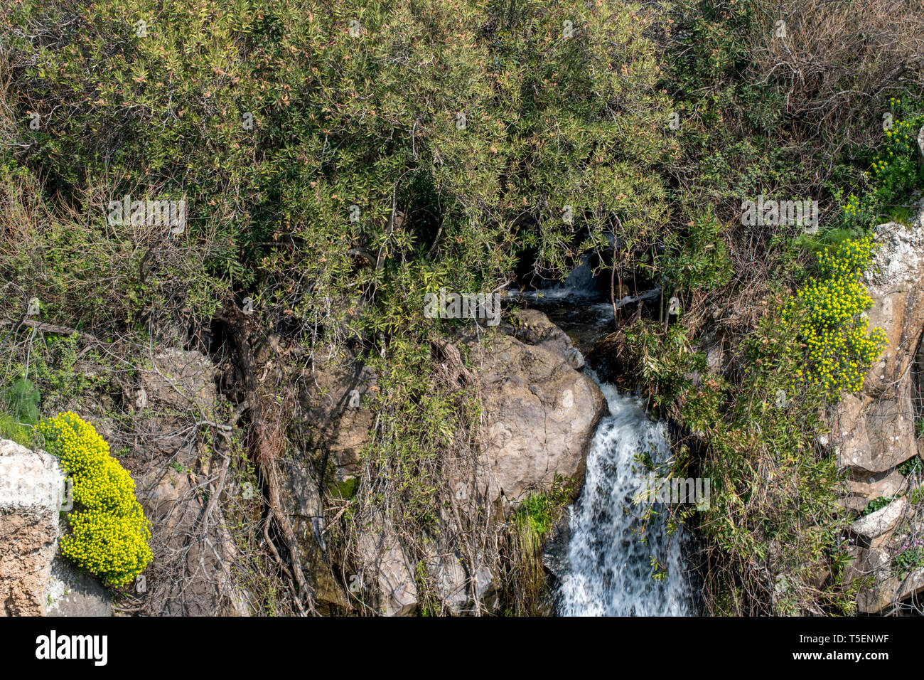 Israel, Golan Heights, Gamla waterfall Nature reserve Stock Photo - Alamy