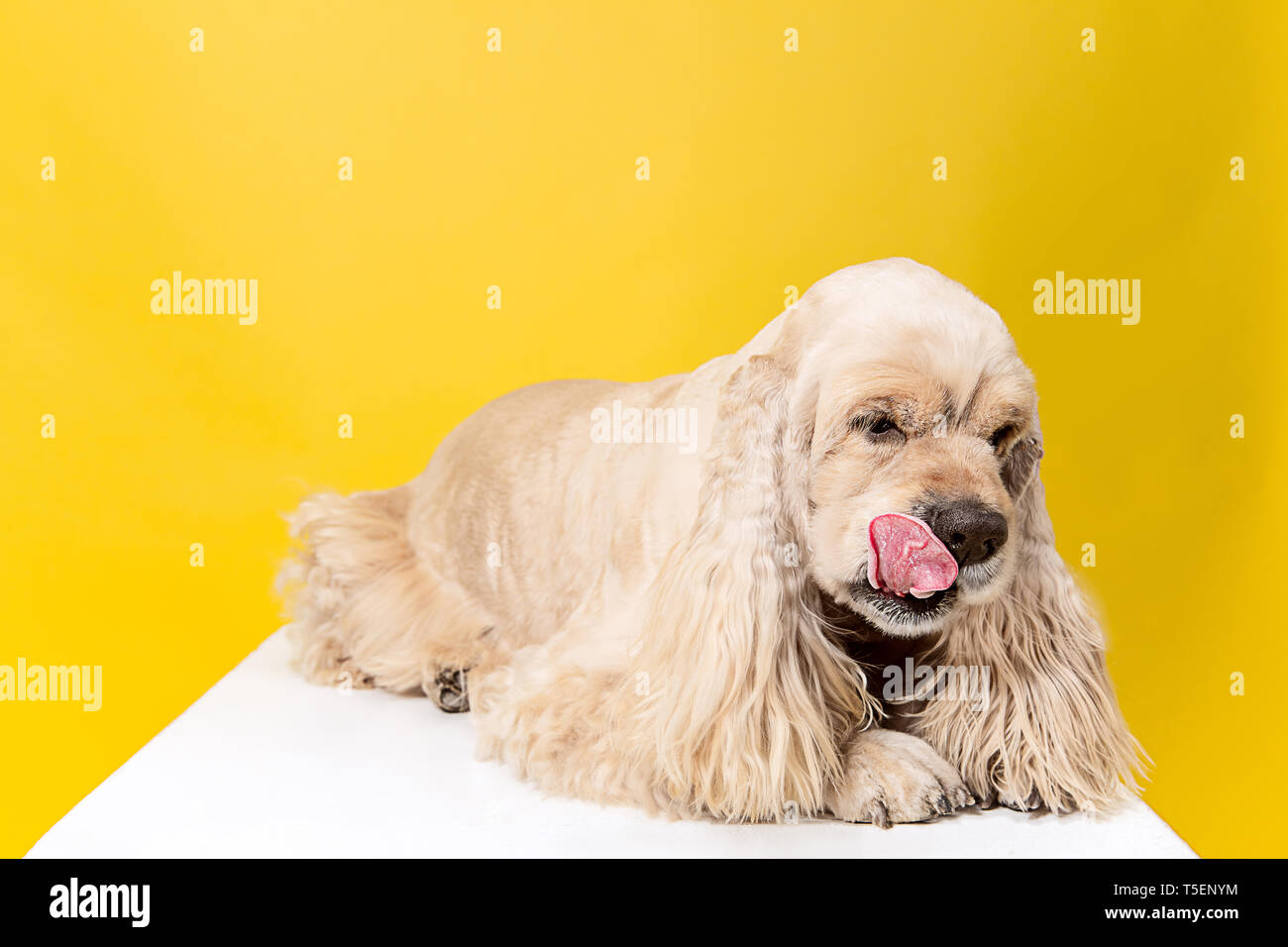 A little sad. American spaniel puppy. Cute groomed fluffy doggy or pet ...