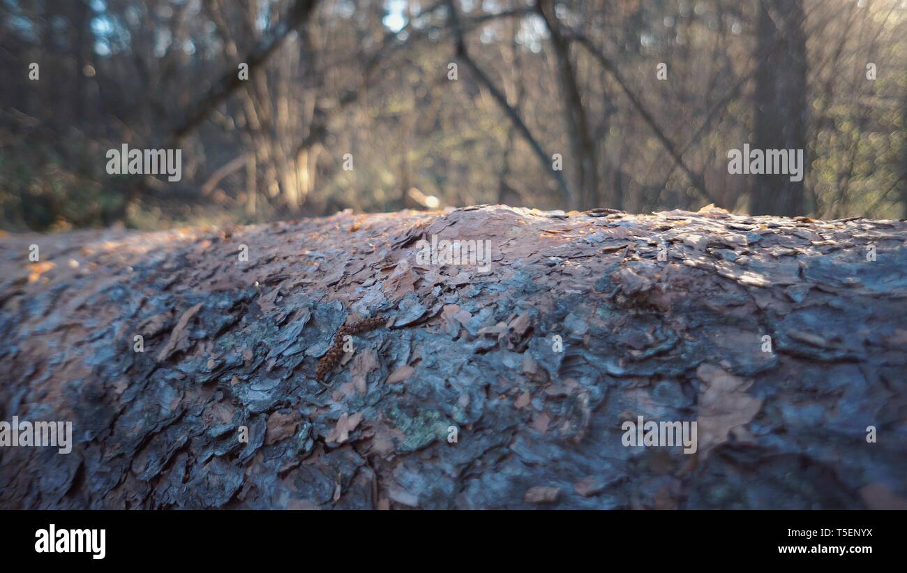 Close-up of the trunk of a fallen felled tree. Close up of bark of ...