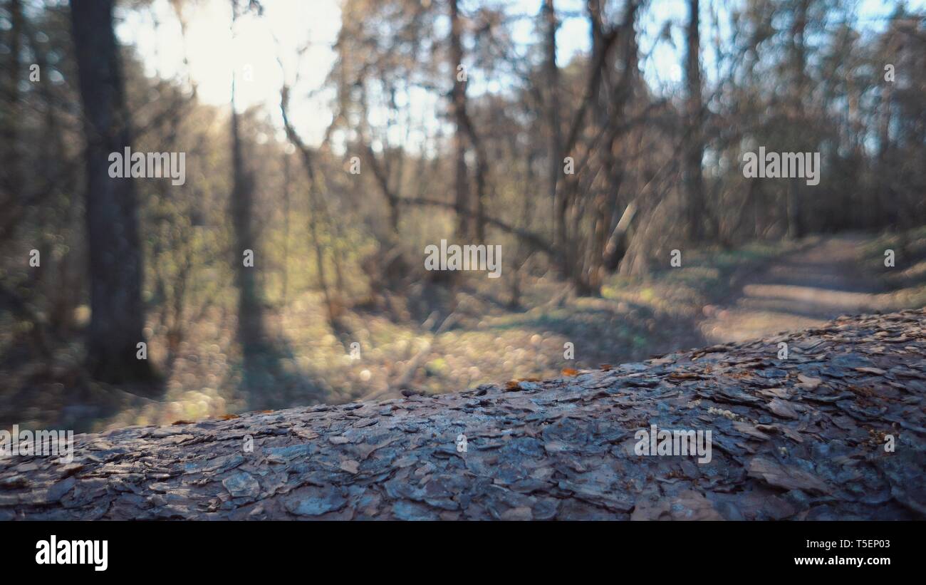 Close-up of the trunk of a fallen felled tree. Close up of bark of ...