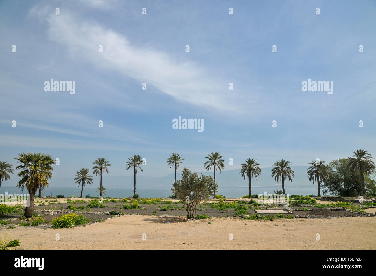 Israel palm trees hi-res stock photography and images - Alamy