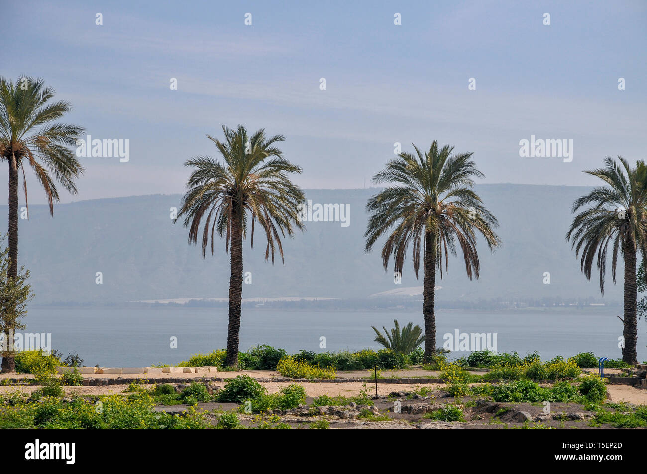 Date Palm Tree Israel High Resolution Stock Photography and Images - Alamy