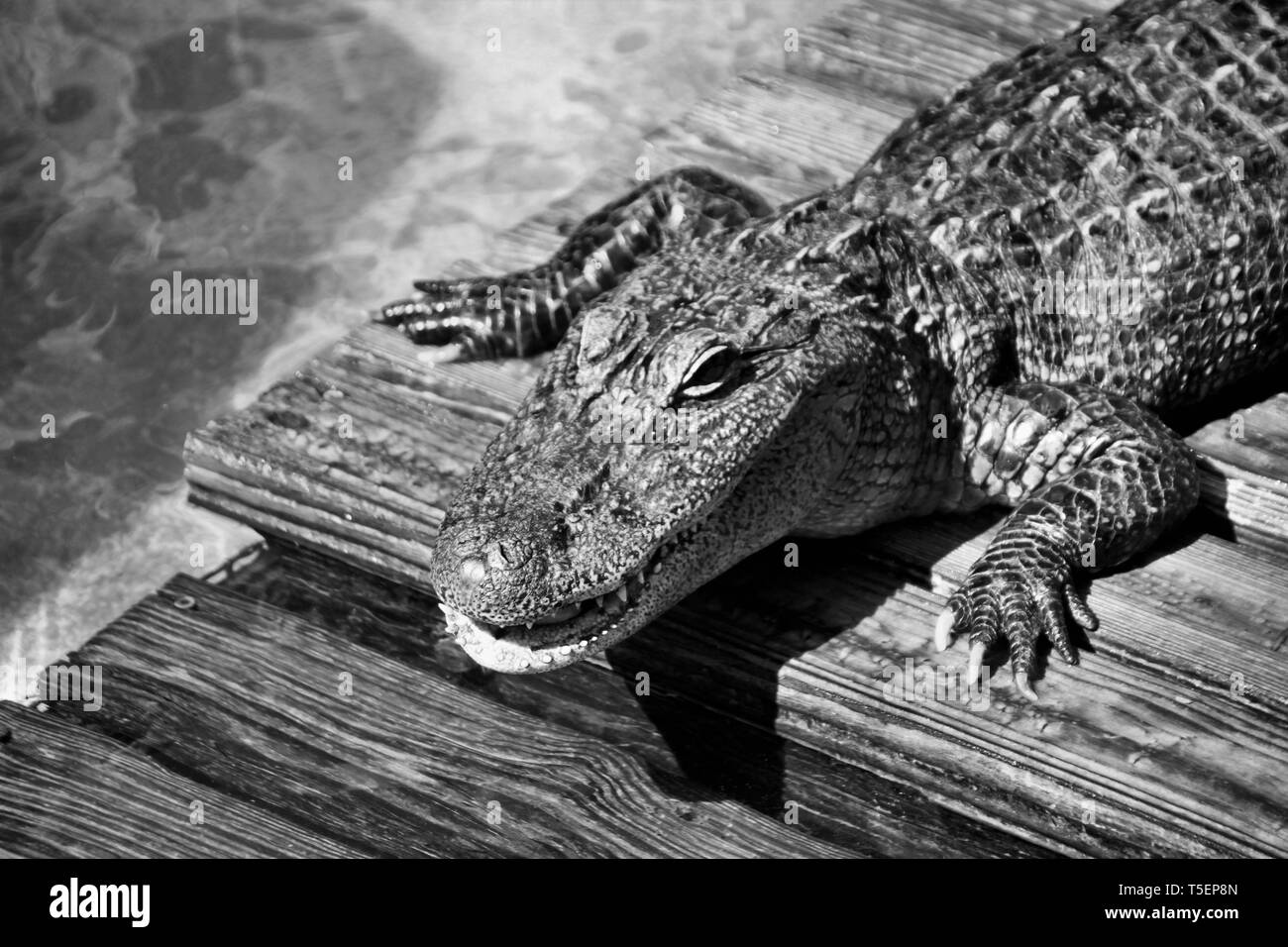 Alligator up close Black and White Stock Photos & Images - Alamy
