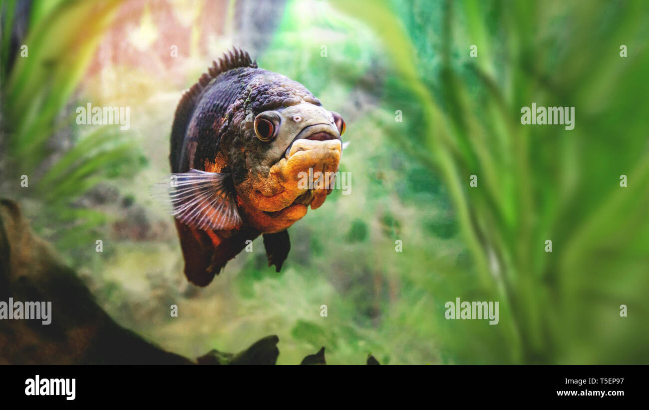 Orange fish with black spots hi-res stock photography and images - Alamy