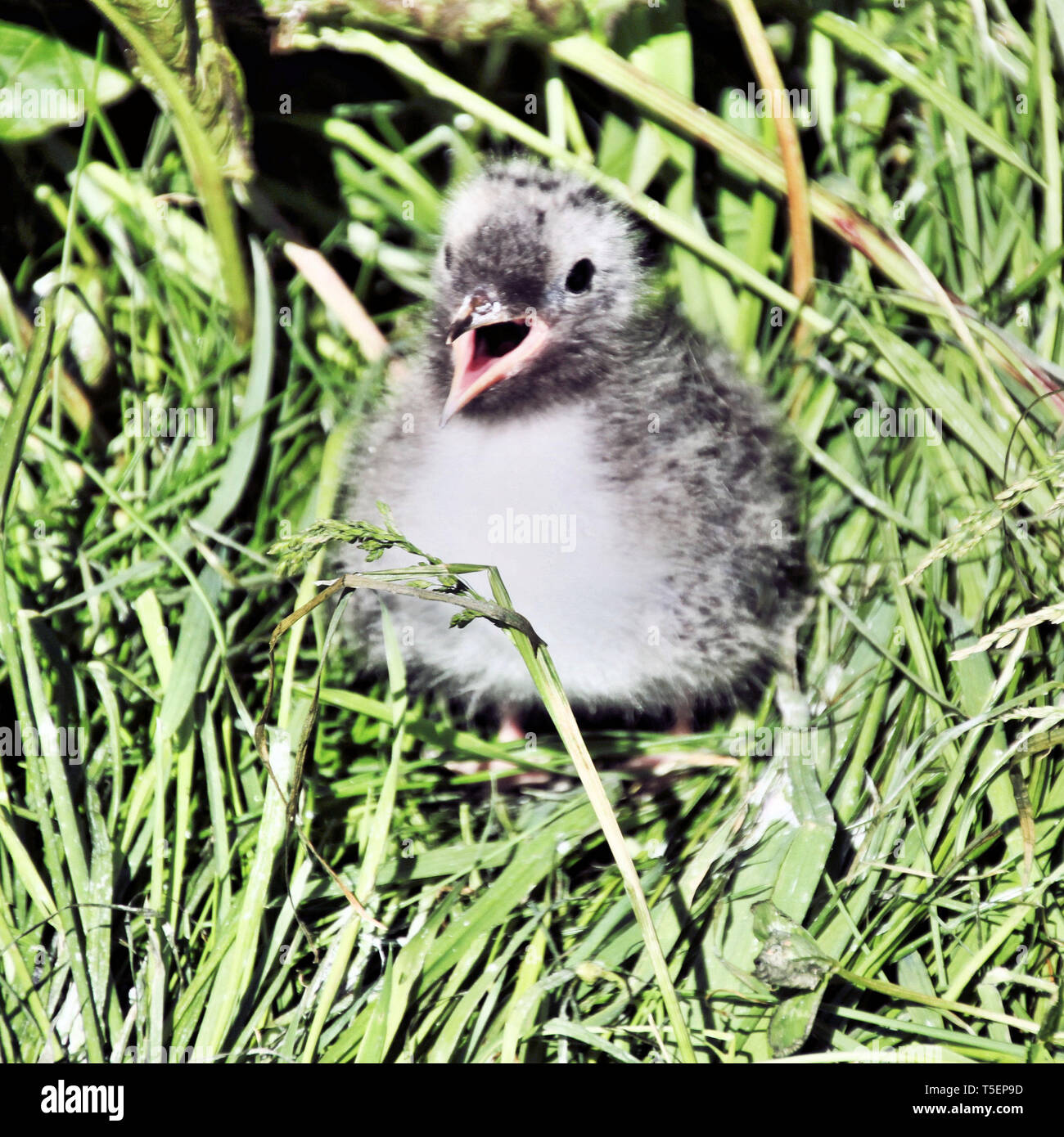 Arctic Tern Baby