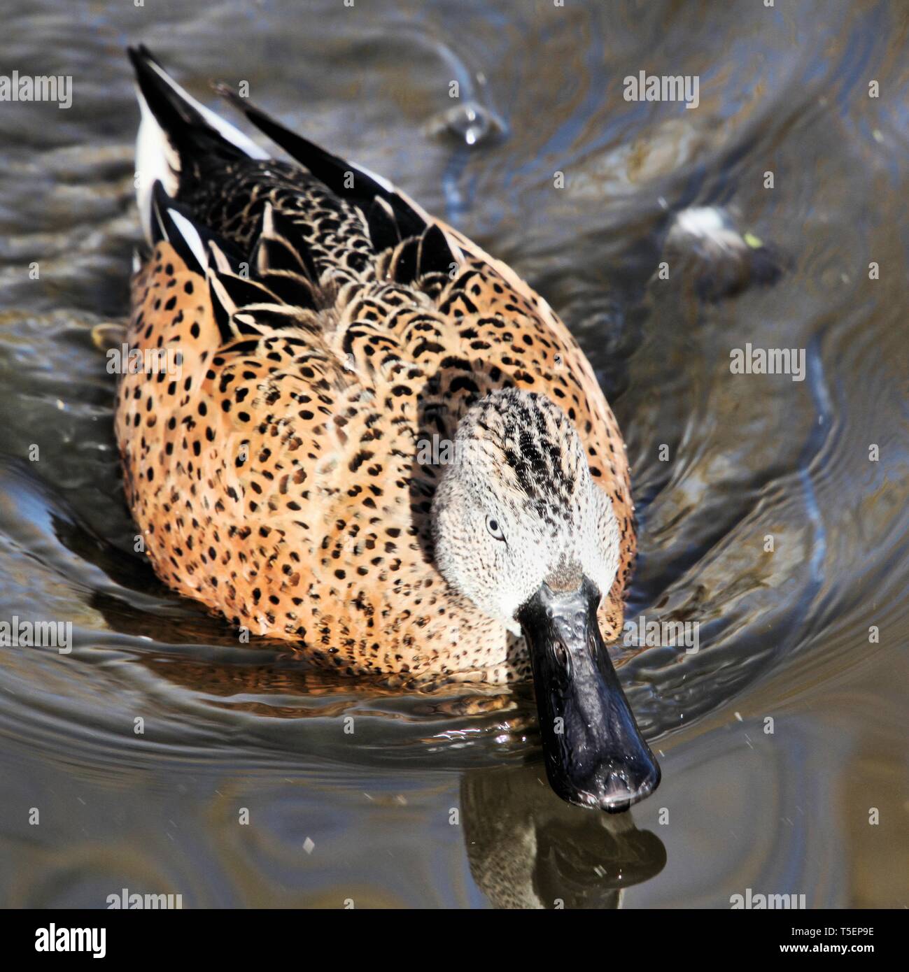 A picture of an Australian Shoveller Duck Stock Photo - Alamy