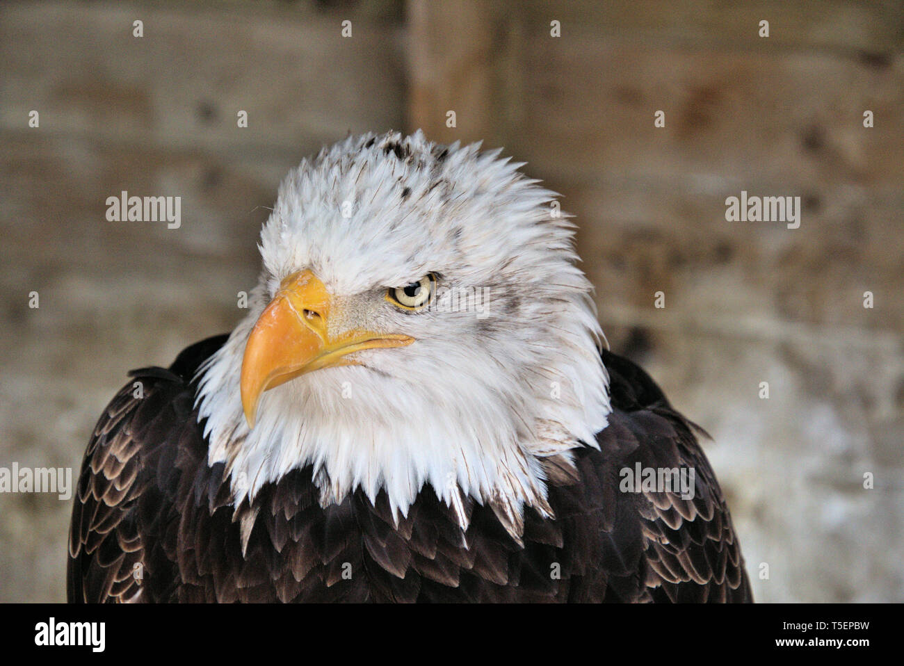 A close up of an American Bald Eagle Stock Photo - Alamy