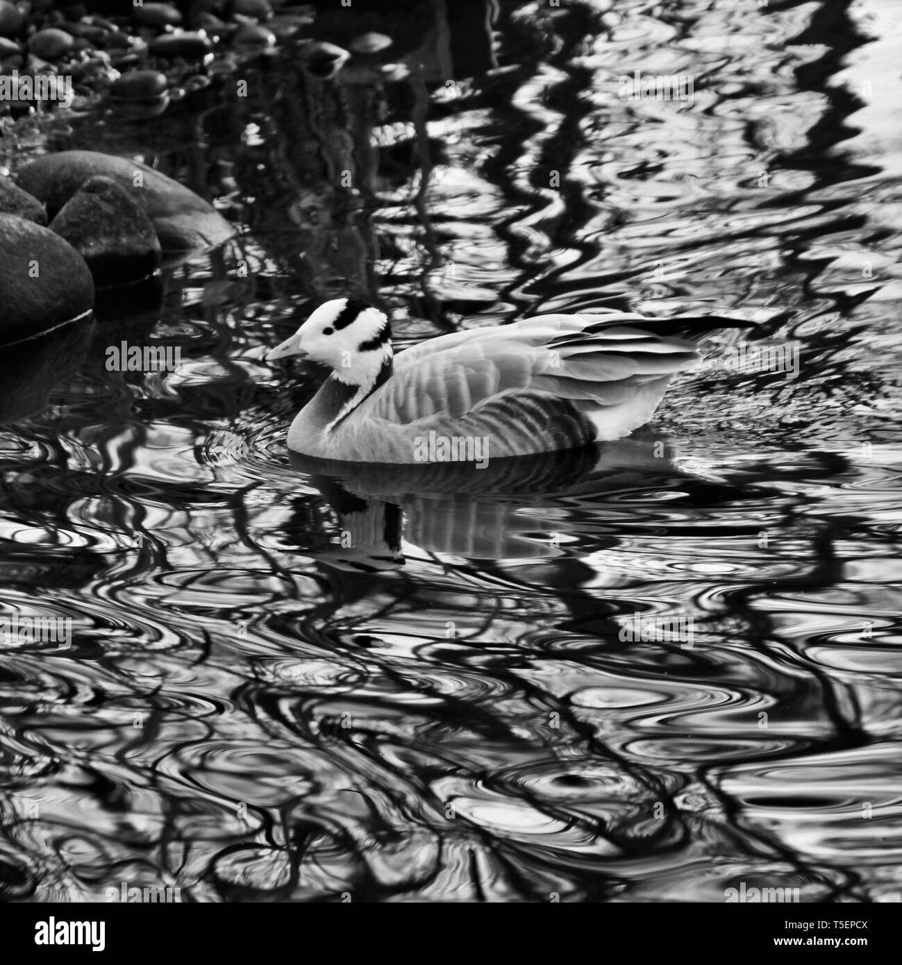 Wing bar Black and White Stock Photos & Images - Alamy