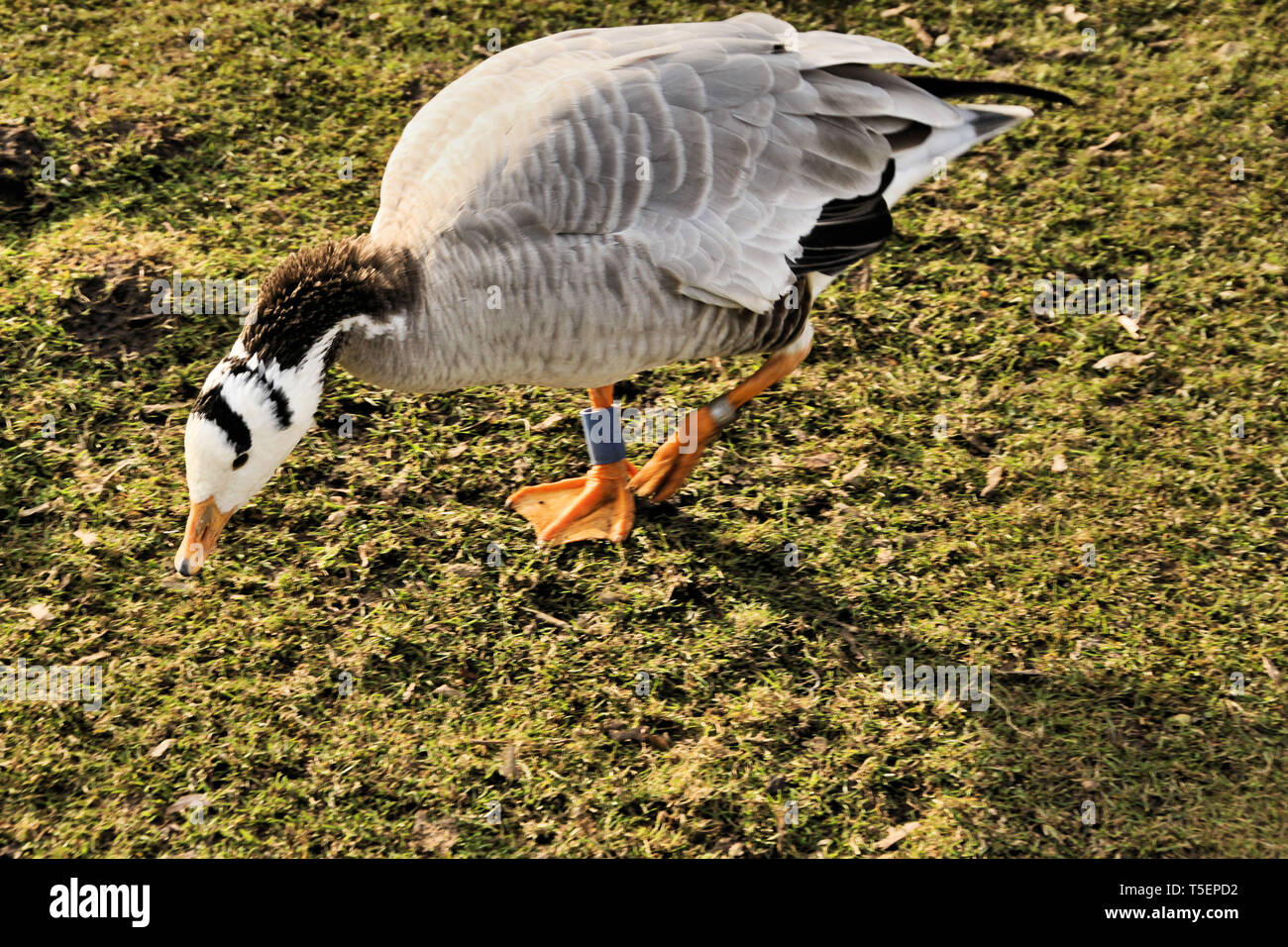A picture of a Bar Headed Goose Stock Photo - Alamy