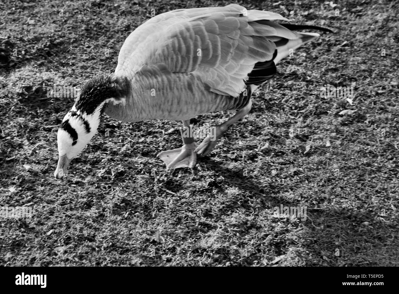 Wing bar Black and White Stock Photos & Images - Alamy