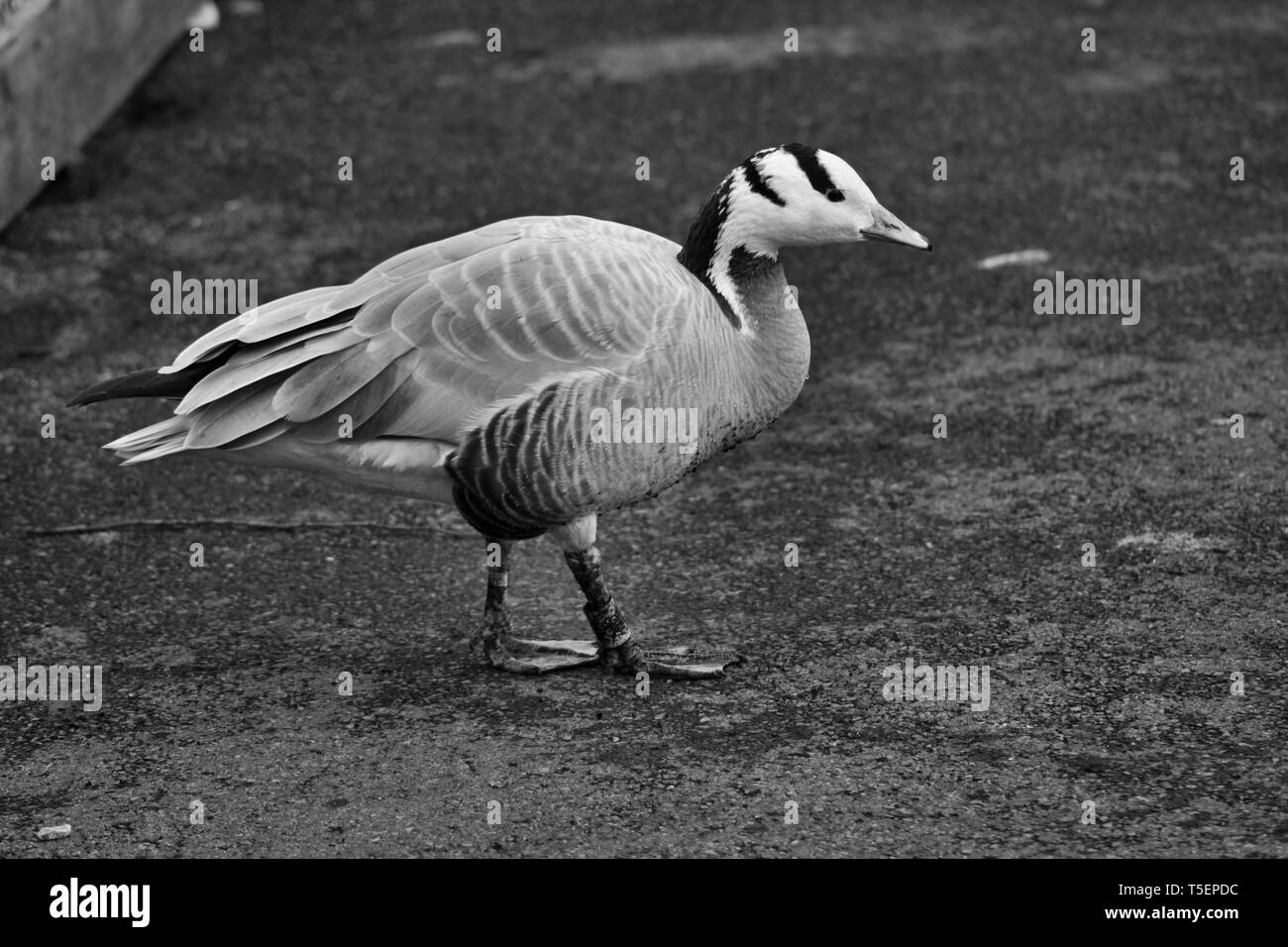 Wing bar Black and White Stock Photos & Images - Alamy