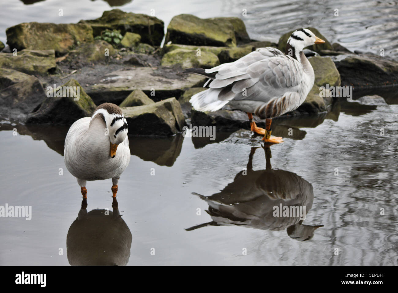 A picture of a Bar Headed Goose Stock Photo - Alamy