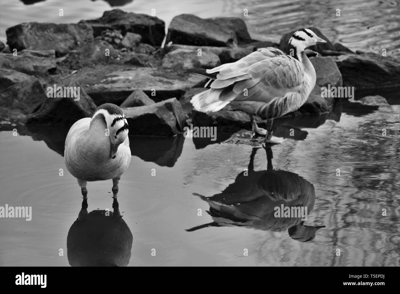 Wing bar Black and White Stock Photos & Images - Alamy