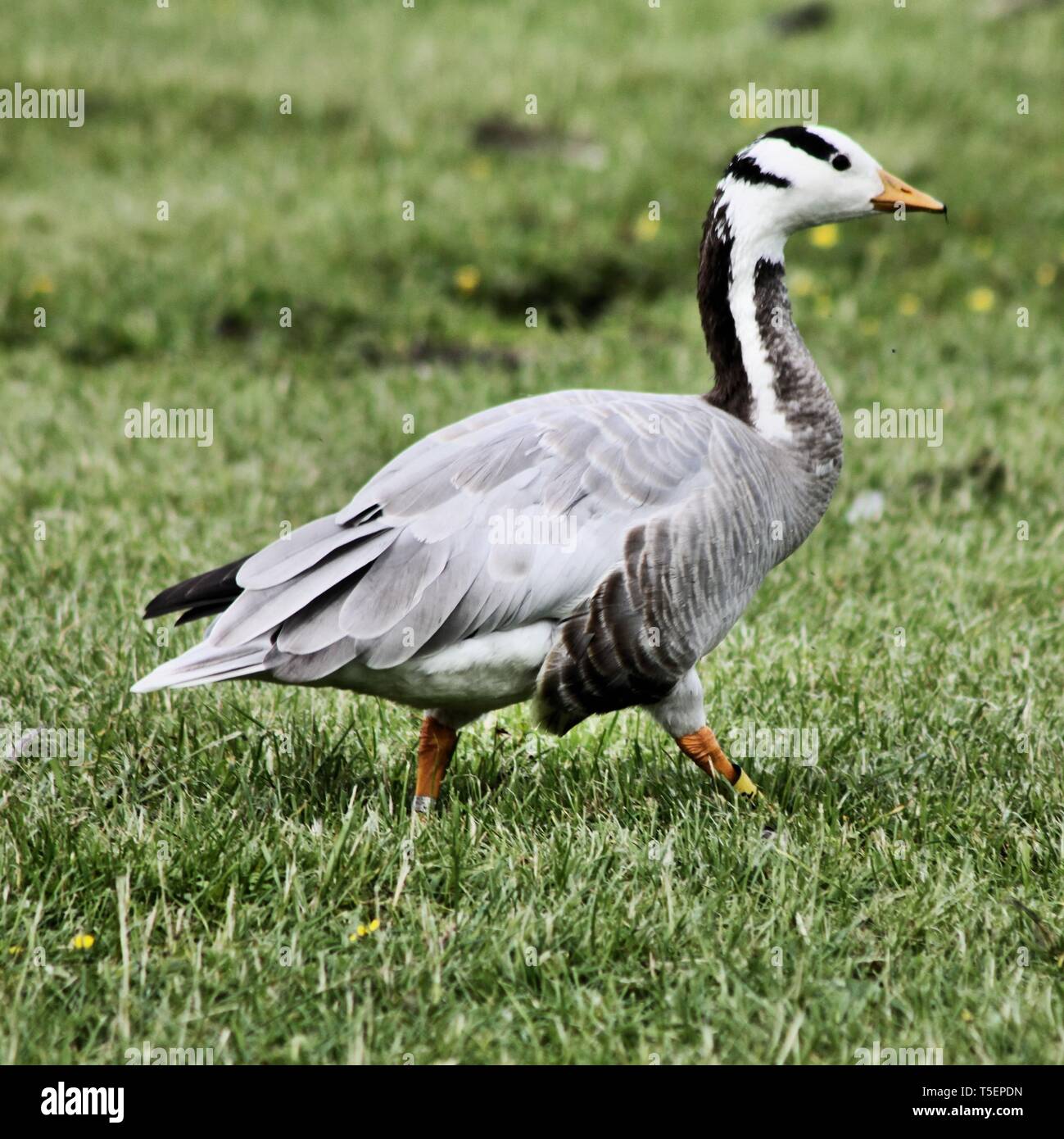 A picture of a Bar Headed Goose Stock Photo - Alamy