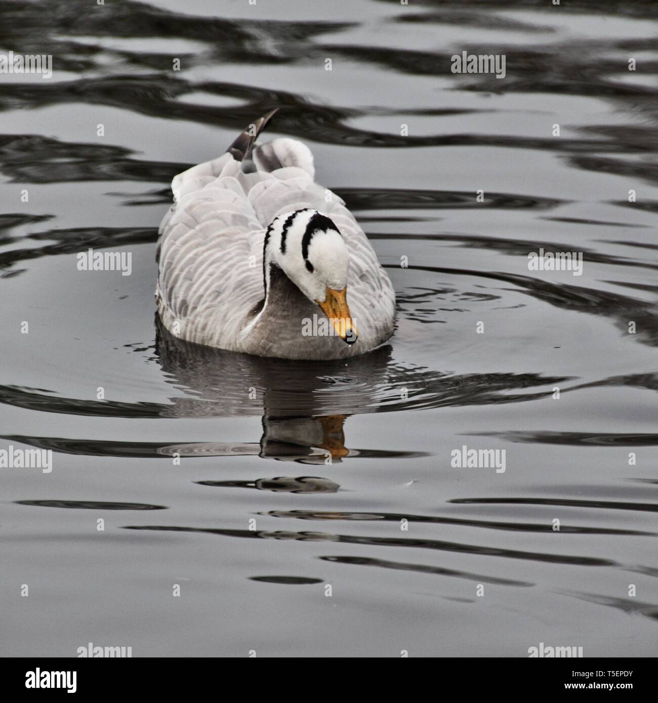 Bar headed goose picture hi-res stock photography and images - Alamy