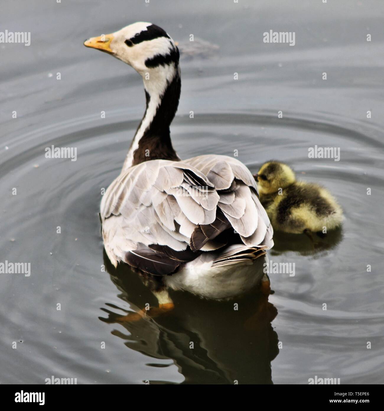 A picture of a Bar Headed Goose Stock Photo - Alamy