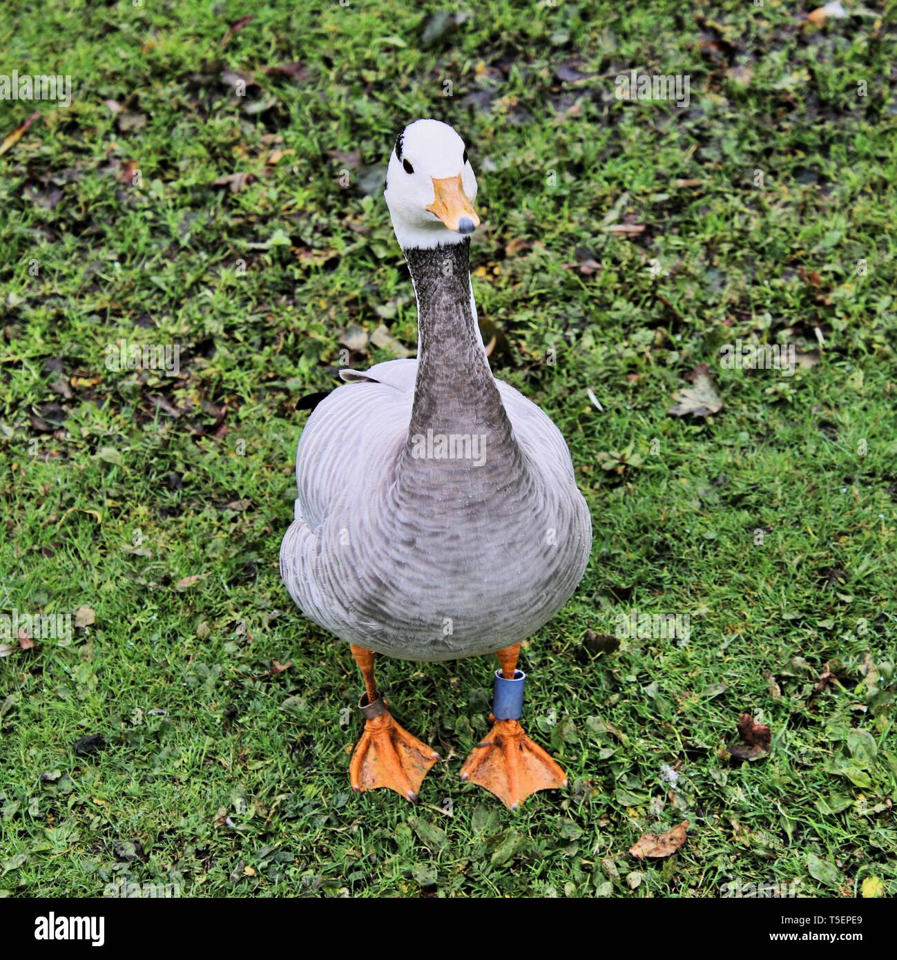 Blue goose bar hi-res stock photography and images - Alamy
