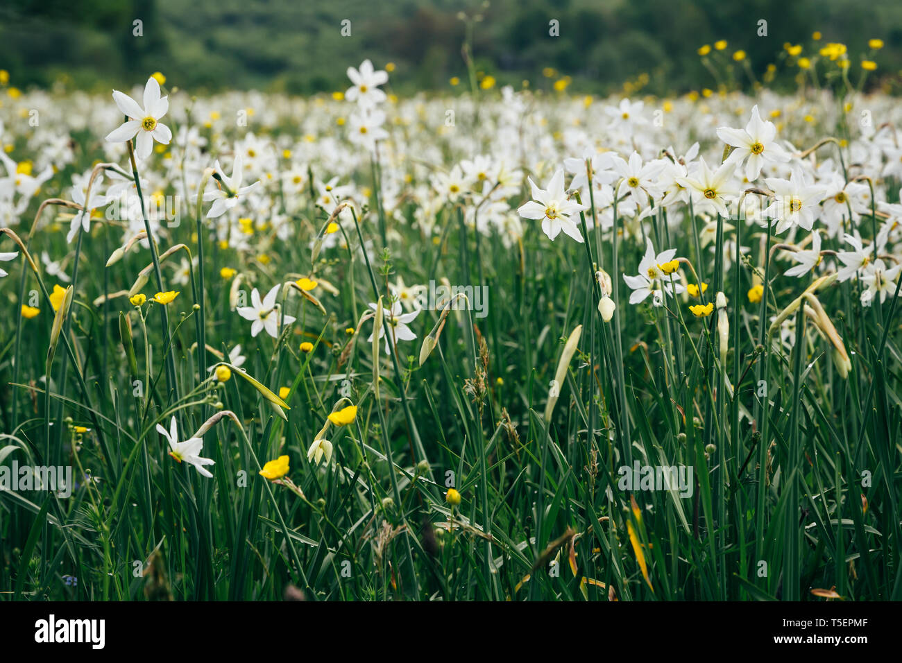 Flowering wild narrow leaf narcissus in natural lowland habitat. Famous ...
