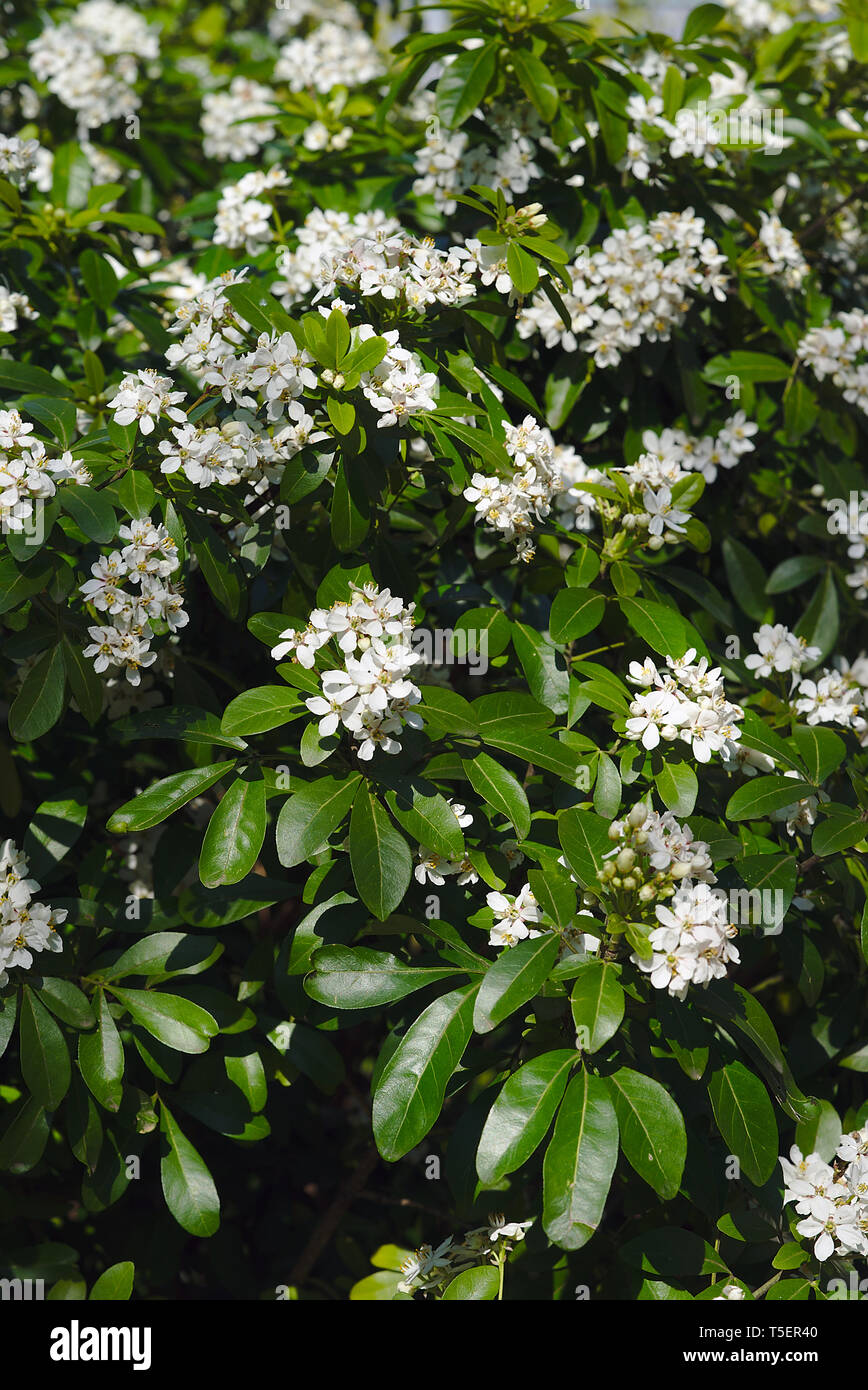 grove of white flowers of a Mexican orange tree. Choisya (rutaceae ...