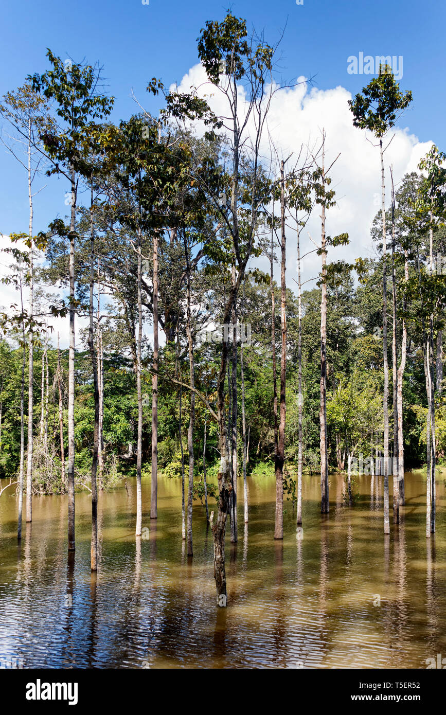 Trees in a flooded area Stock Photo - Alamy