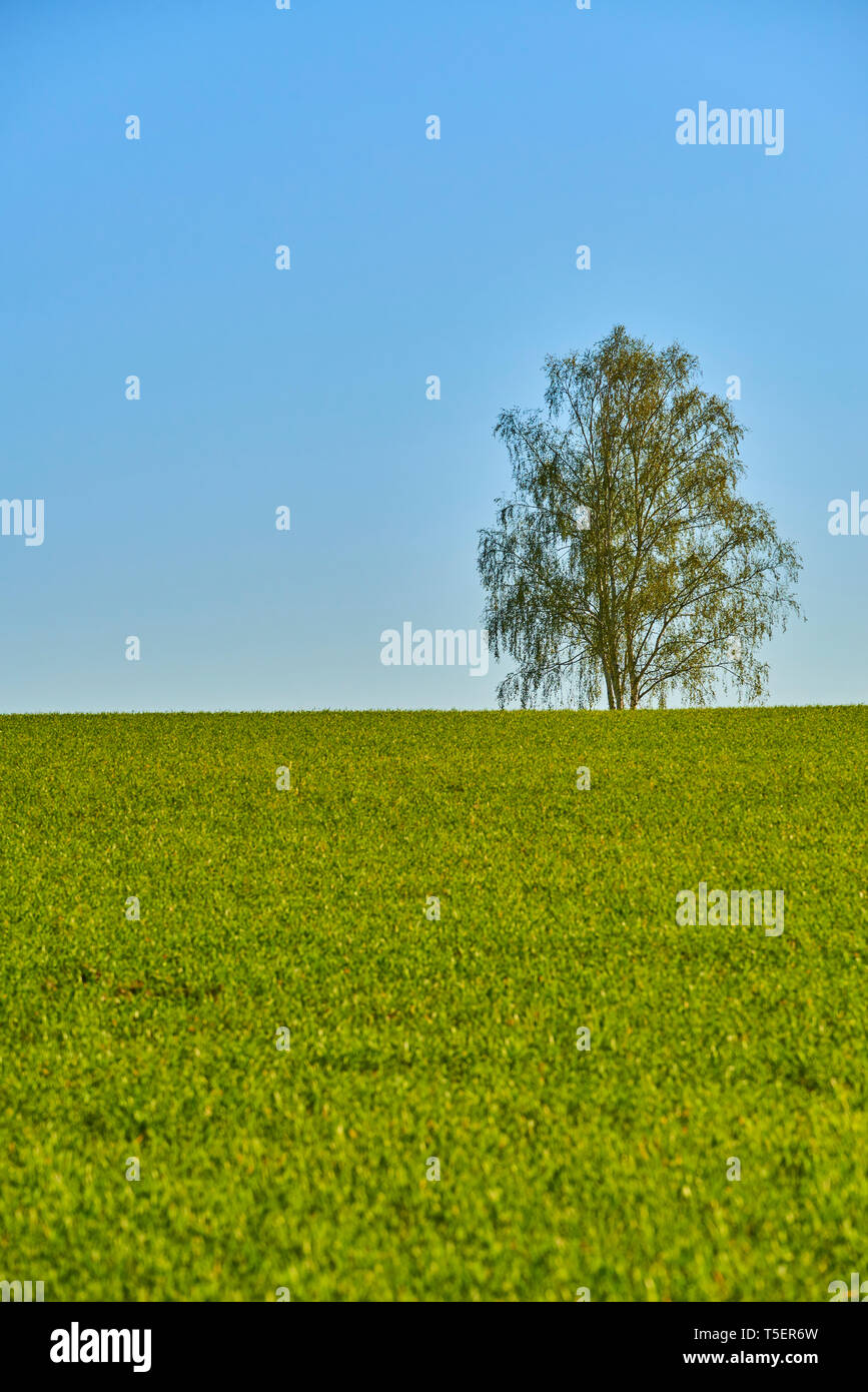 Lonely birch tree on green field with blue sky Stock Photo - Alamy