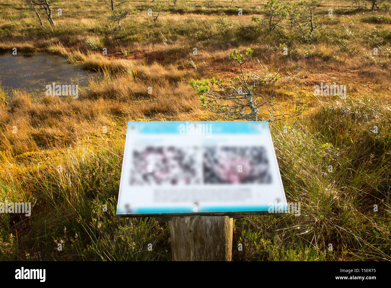 Vasenieku swamp in Latvia. billboard near walking path Stock Photo - Alamy