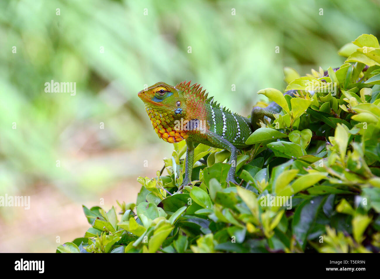 common green forest lizard, Green Forest Calotes, Sägerückenagame ...