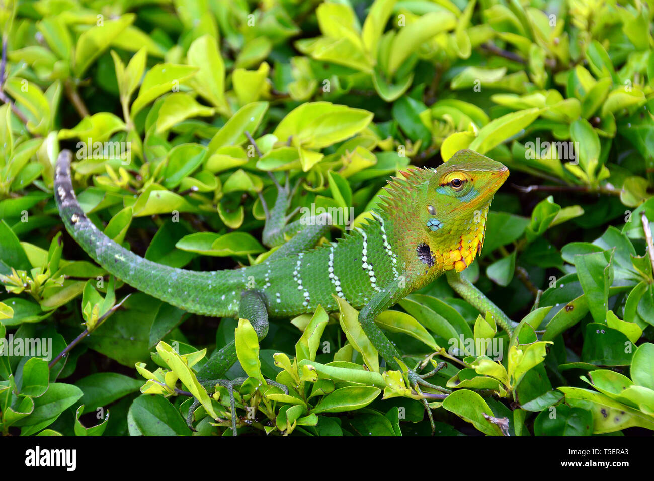 common green forest lizard, Green Forest Calotes, Sägerückenagame ...