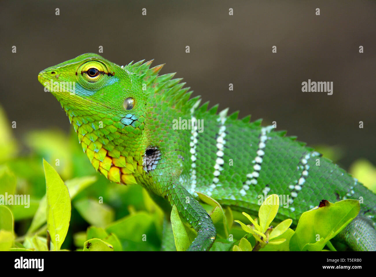 common green forest lizard, Green Forest Calotes, Sägerückenagame ...