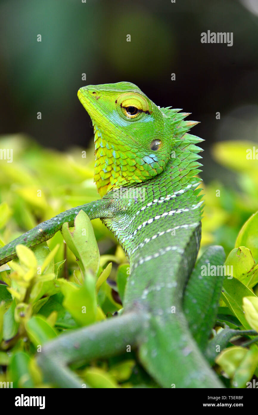 common green forest lizard, Green Forest Calotes, Sägerückenagame ...