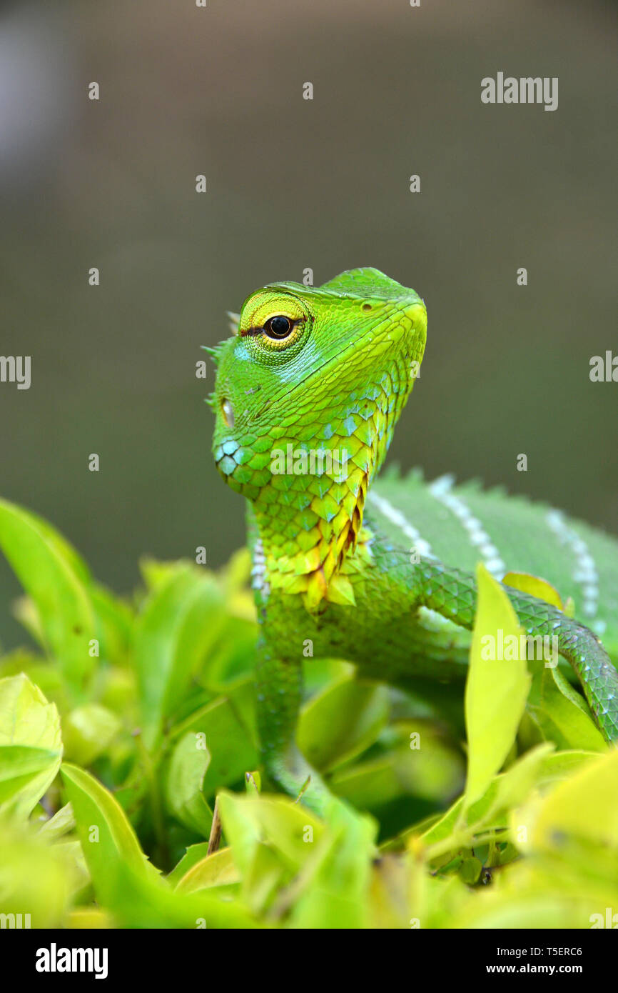 common green forest lizard, Green Forest Calotes, Sägerückenagame ...