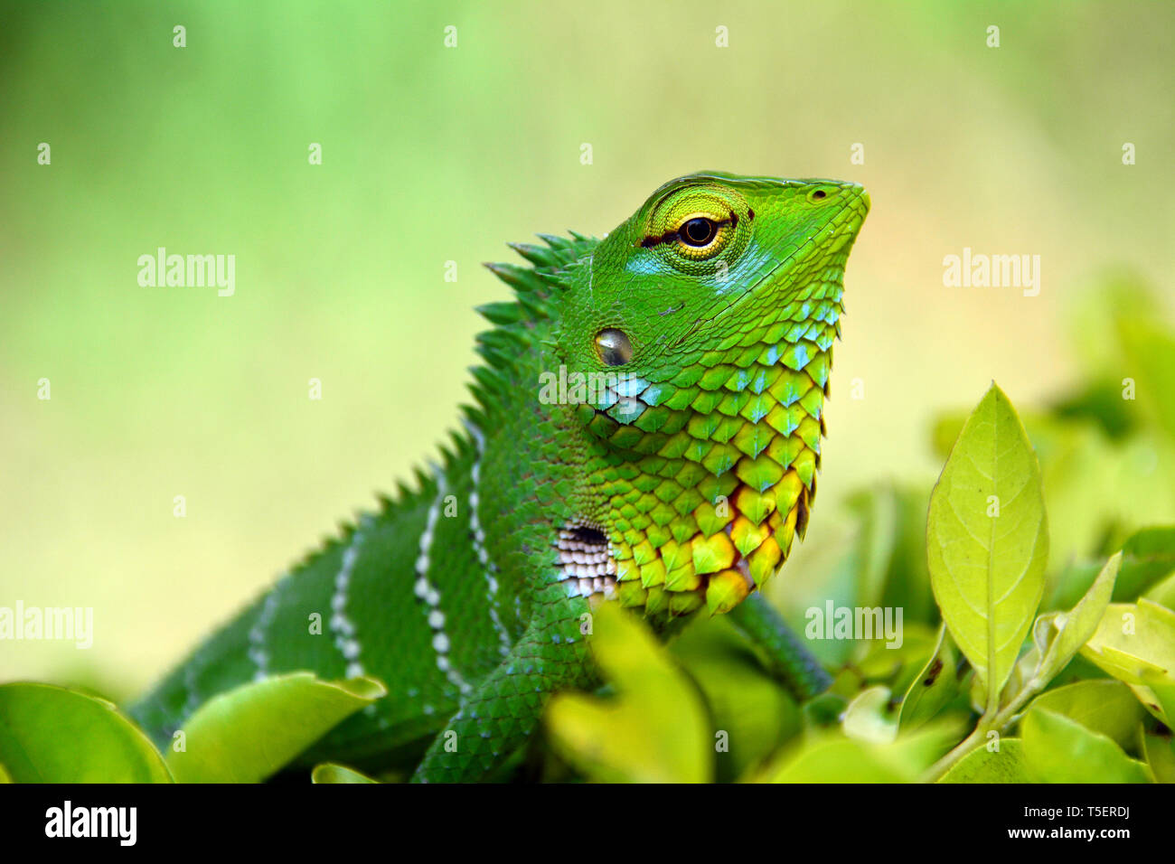 common green forest lizard, Green Forest Calotes, Sägerückenagame ...