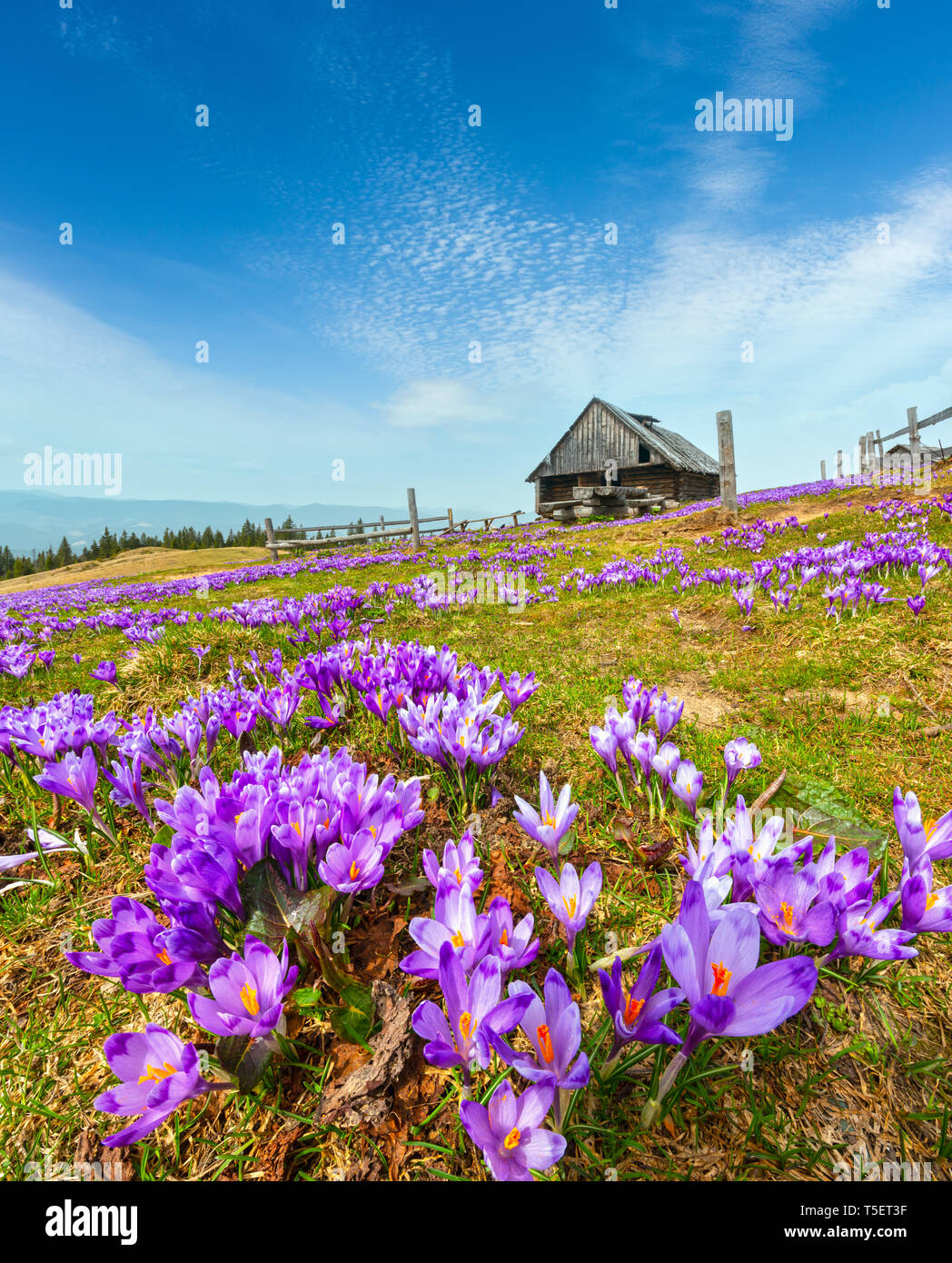 Blooming purple violet Crocus heuffelianus (vernus) alpine flowers on ...