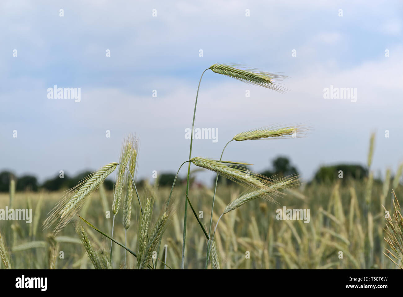 Single wheat hi-res stock photography and images - Alamy