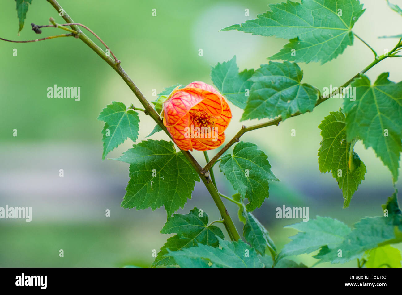 Beautiful single red flower branch Stock Photo - Alamy