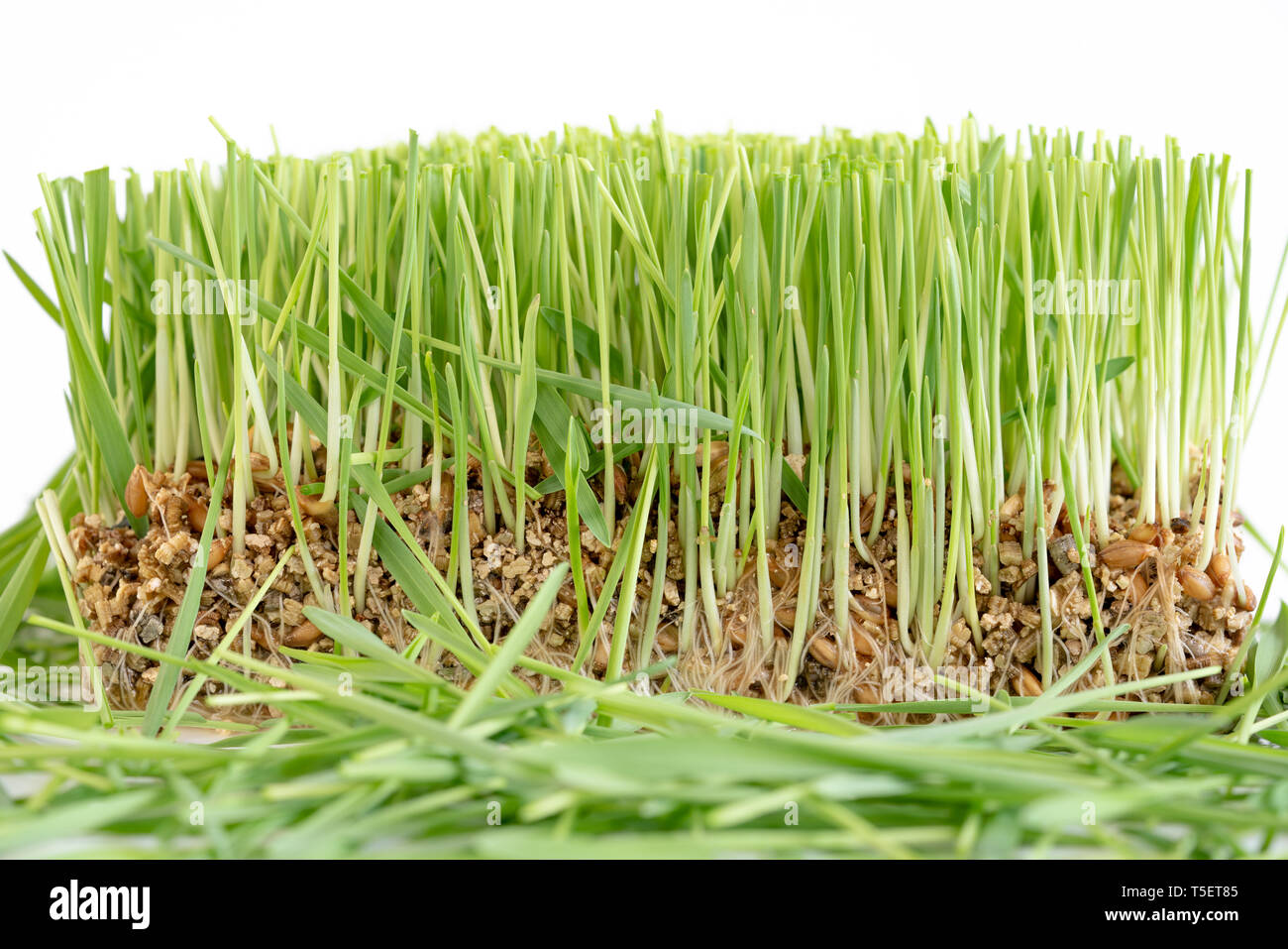 Wheat plant roots hi-res stock photography and images - Alamy