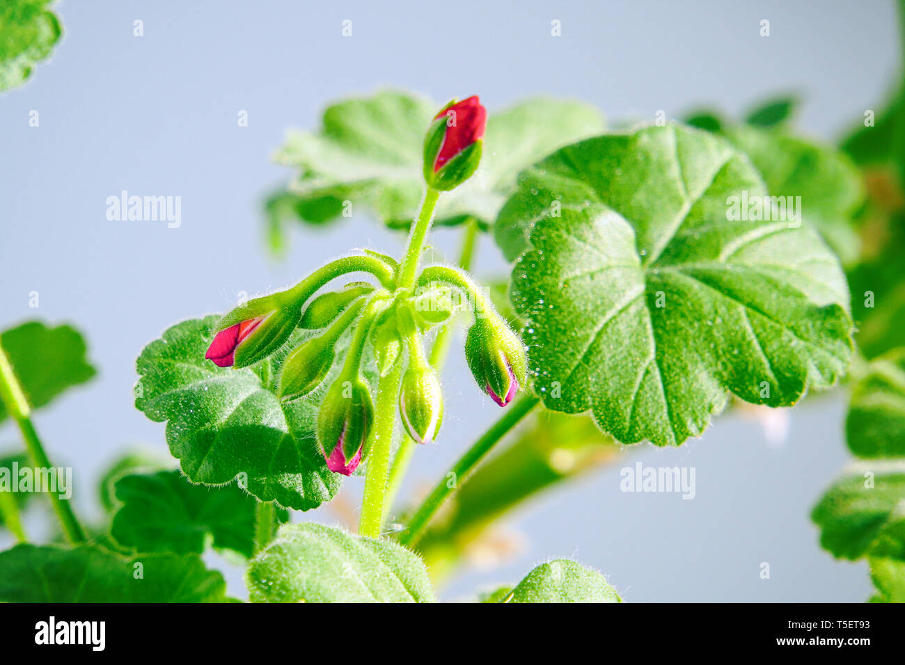 Buds of young red geranium flowers Stock Photo - Alamy