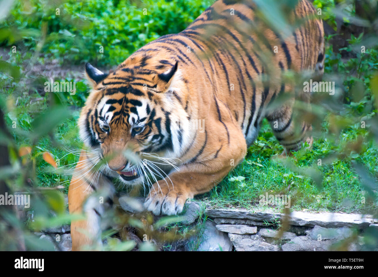 Large male bengal tiger hi-res stock photography and images - Alamy