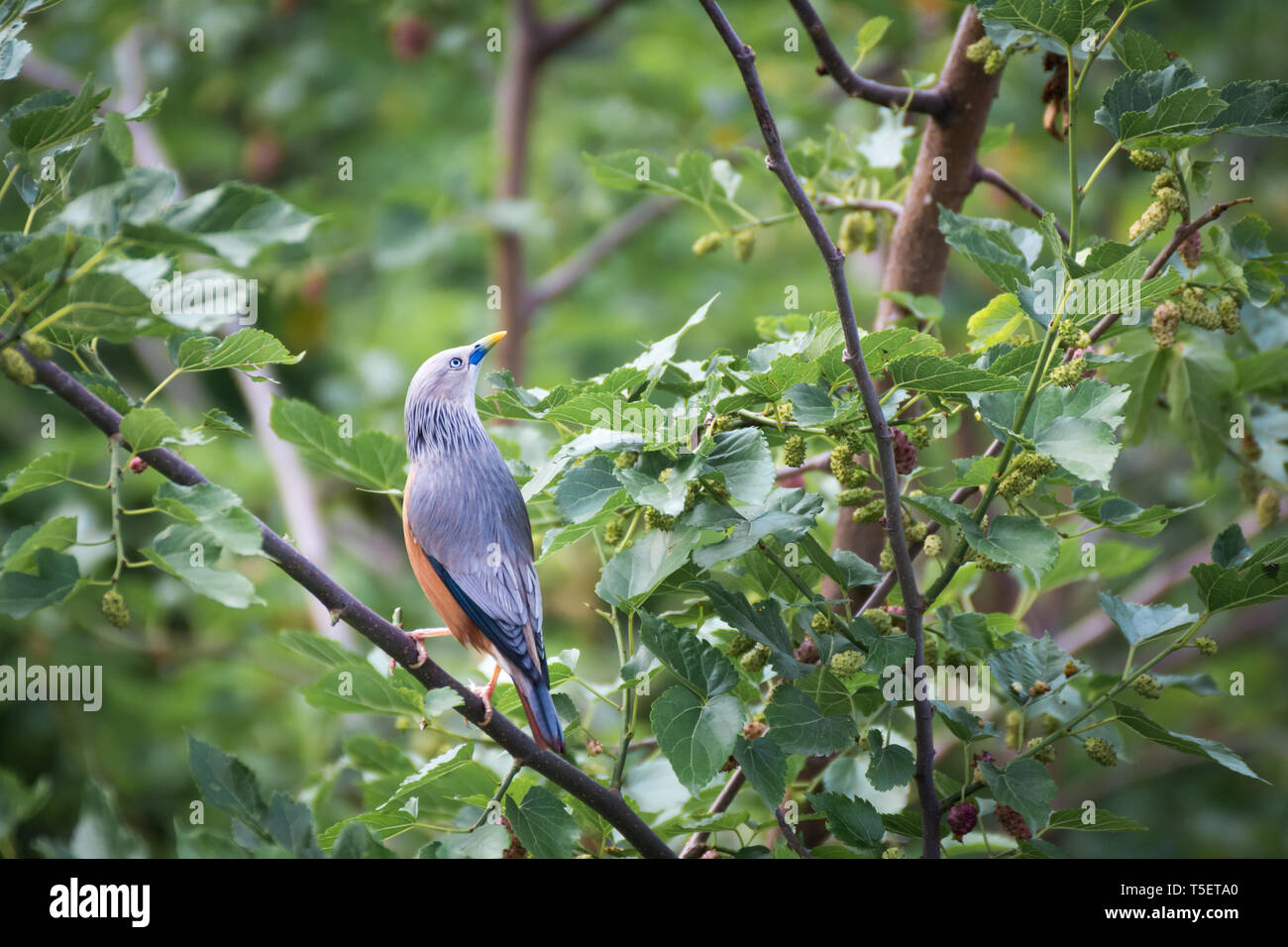 Beautiful bird on tree branch Stock Photo - Alamy