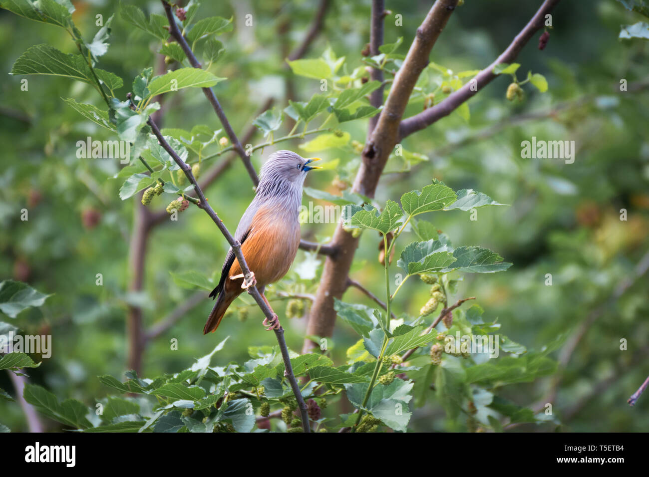 Beautiful tree branch hi-res stock photography and images - Alamy