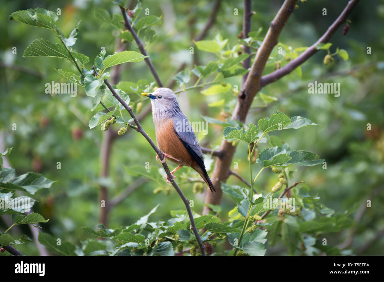 Beautiful tree branch hi-res stock photography and images - Alamy