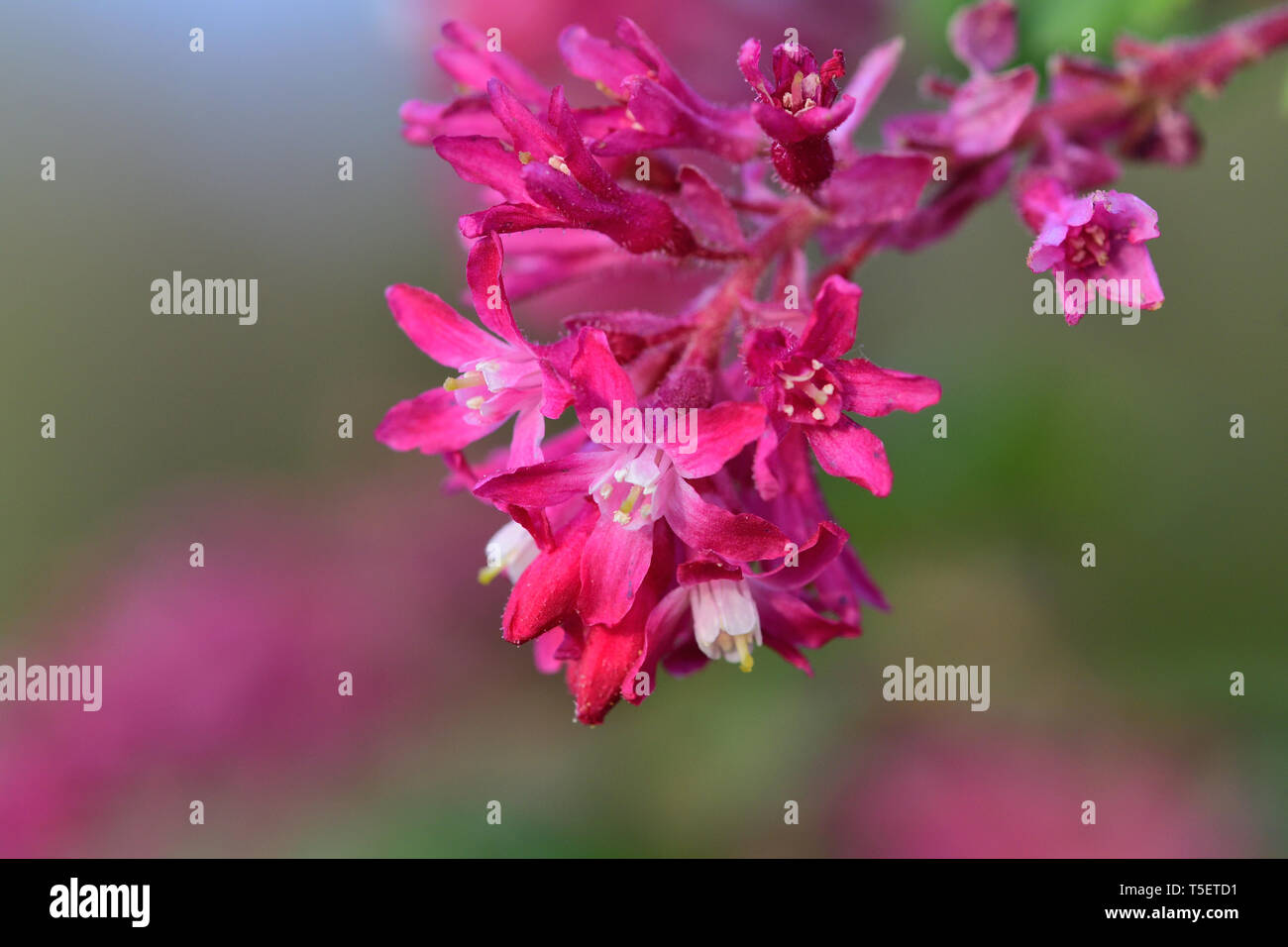 Macro shot of ribes sanguineum flowers in bloom Stock Photo - Alamy