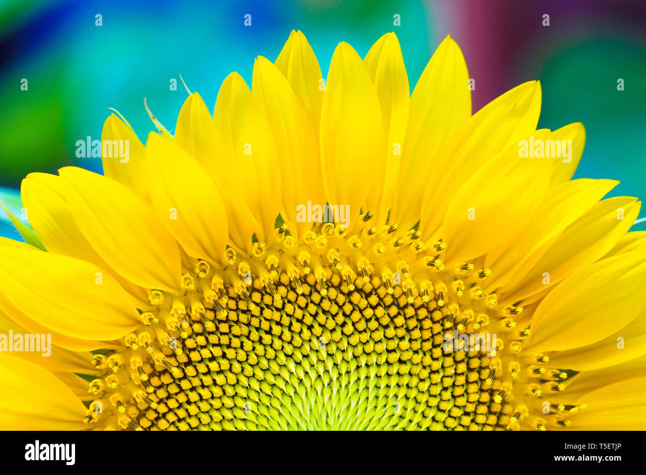 Sunflower macro picture, half flower Stock Photo - Alamy