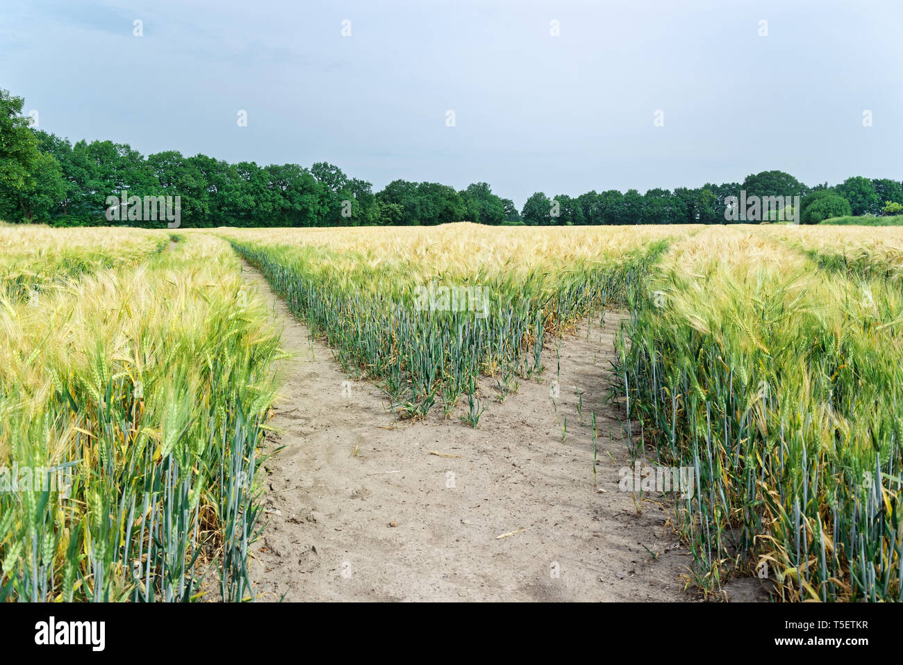 Nature scene of tractor tracks in the plantation of cereal plants and ...