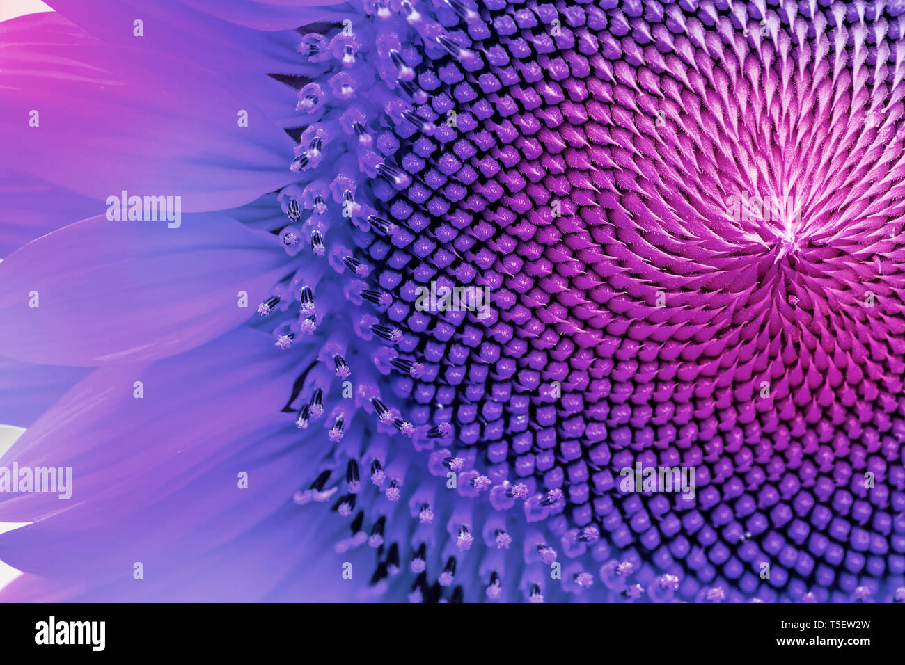 Macro picture of a sunflower, colors alterated. Colored background ...