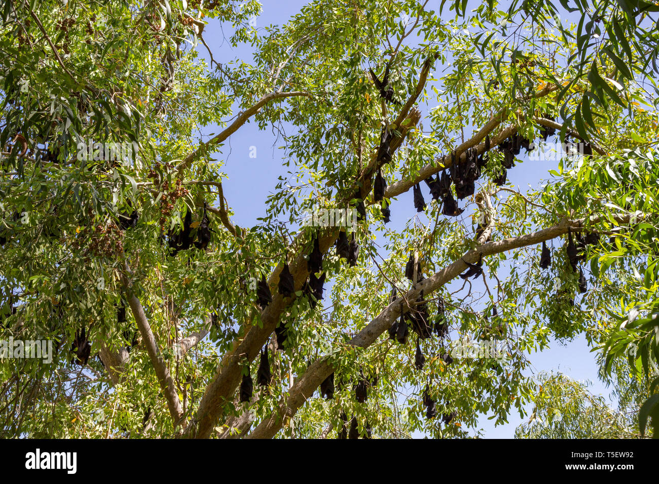 Fruit bats hang tree hi-res stock photography and images - Alamy
