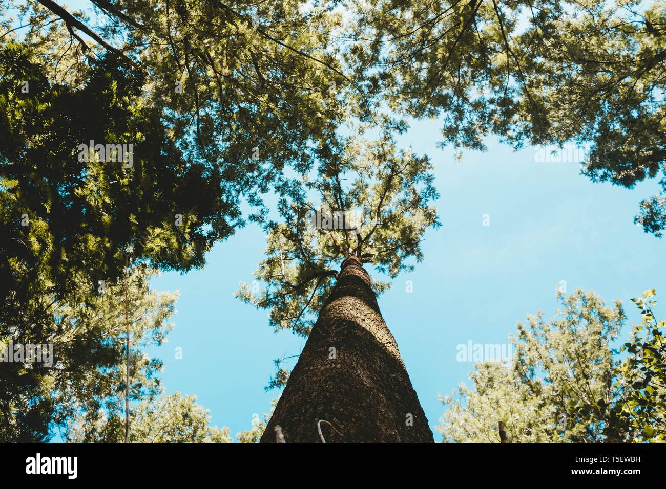 A tall tree in a forest shot from a low angle Stock Photo - Alamy