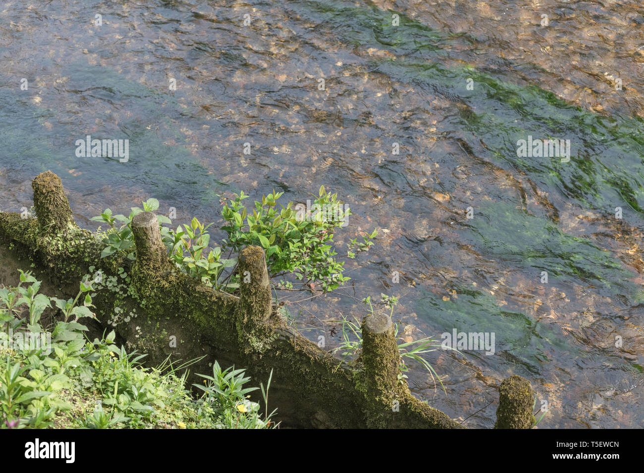 Plants defenses hi-res stock photography and images - Alamy