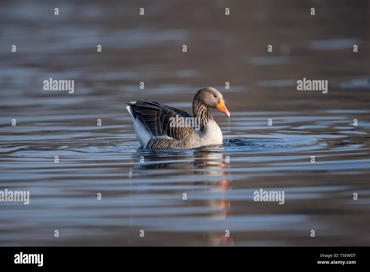 The greylag goose is a species of large goose in the waterfowl family ...