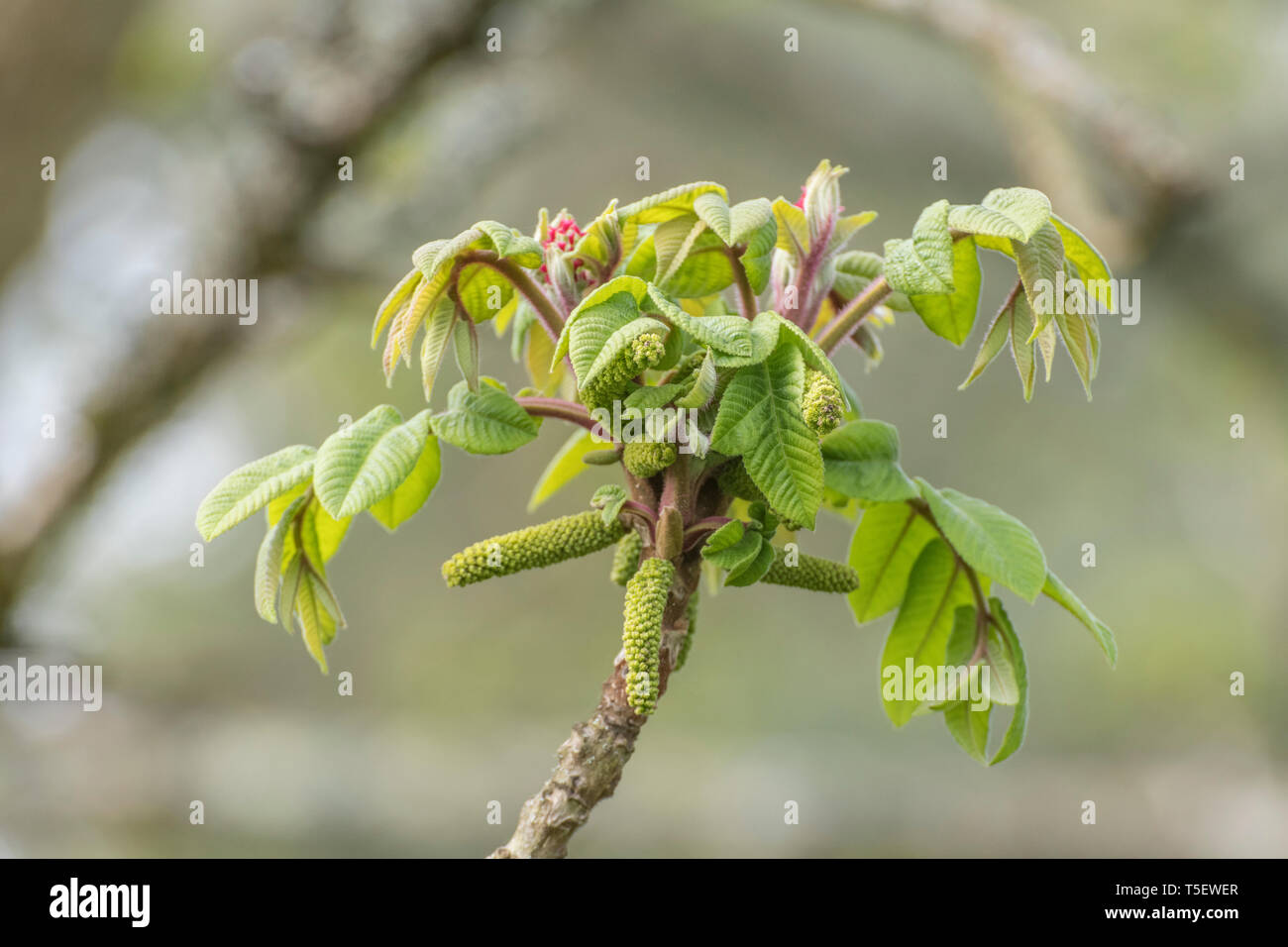Japanese walnut tree leaves hi-res stock photography and images - Alamy